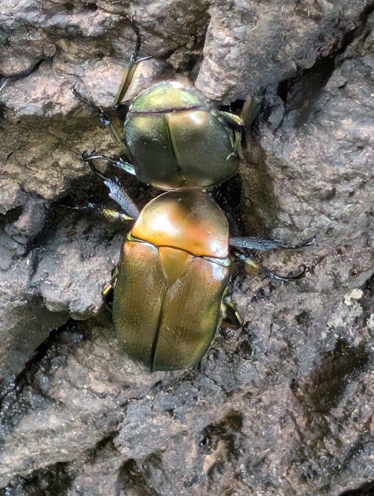 Japanese Drone Beetle from 151-0051, Japan on August 3, 2024 at 10:50 ...