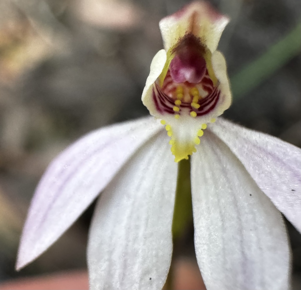 Pink Lady Fingers in September 2024 by SBERRY · iNaturalist