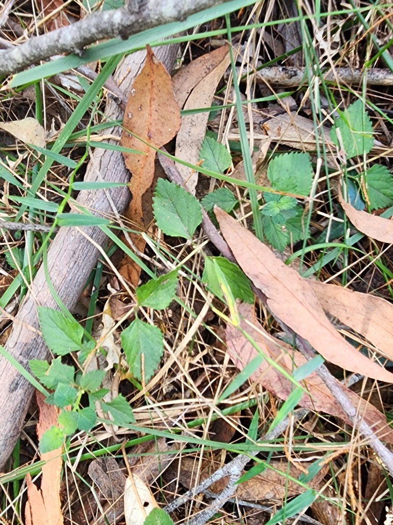 creeping lantana in September 2024 by PeterCopping · iNaturalist