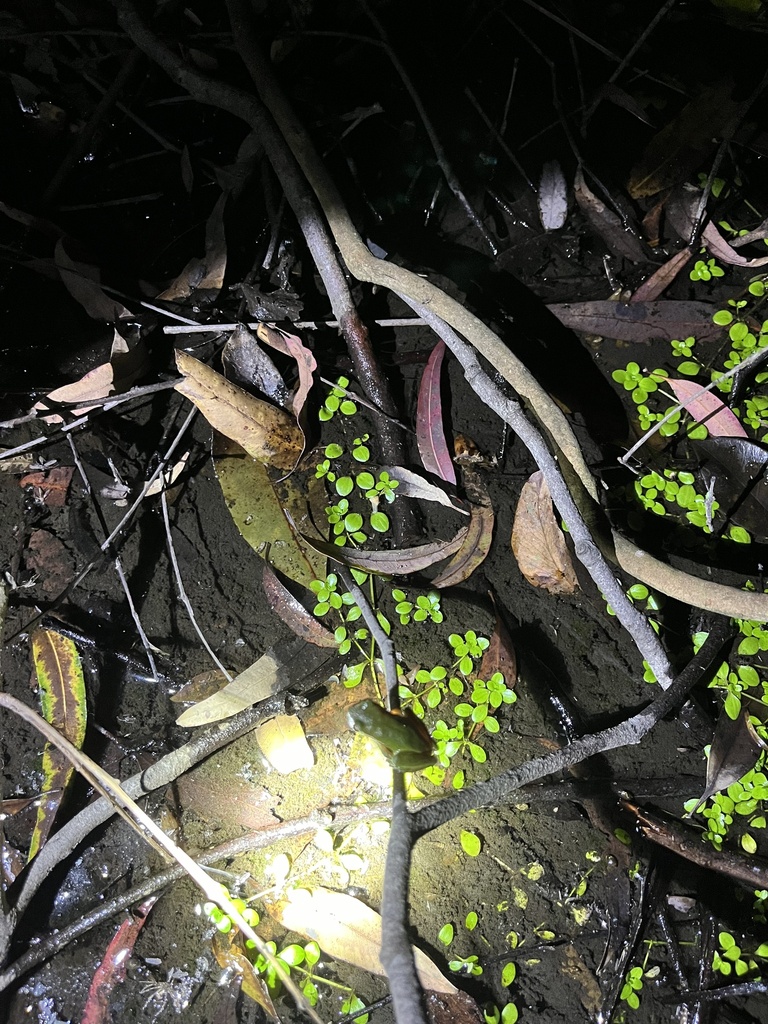Leaf-green Stream Frog from Fettlers Loop, Whitebridge, NSW, AU on ...