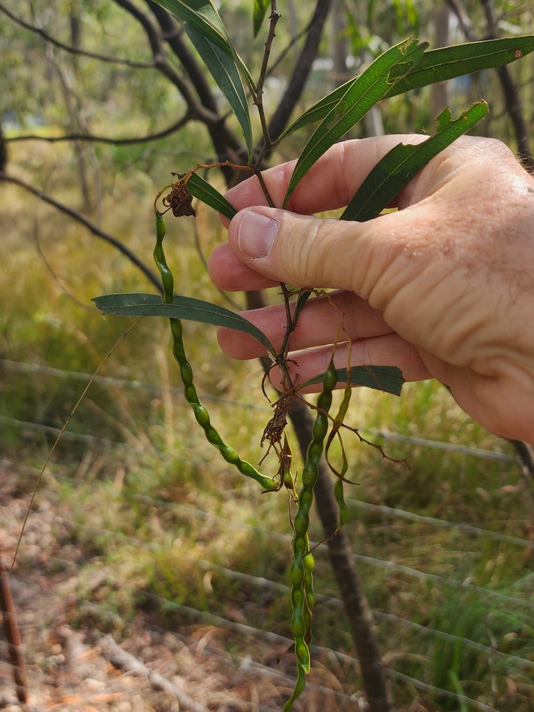 Zig-zag Wattle in September 2024 by PeterCopping · iNaturalist