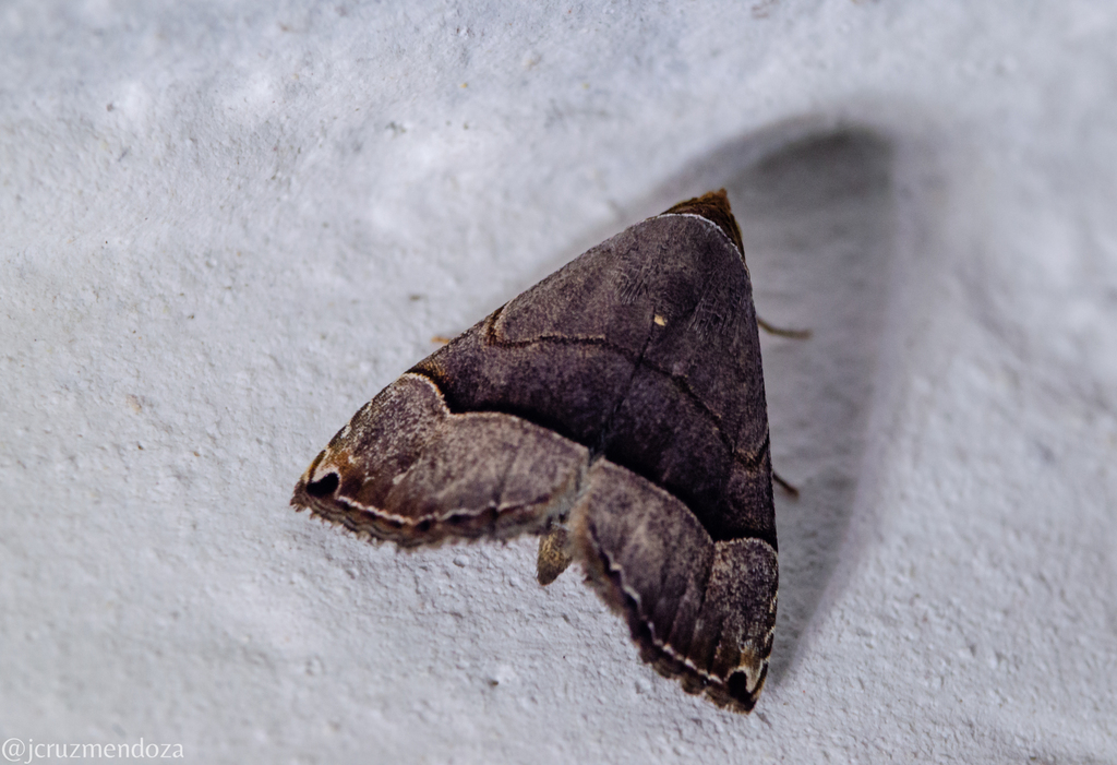Ommatochila Moth from Mérida, Yuc., México on August 10, 2024 at 11:23 ...