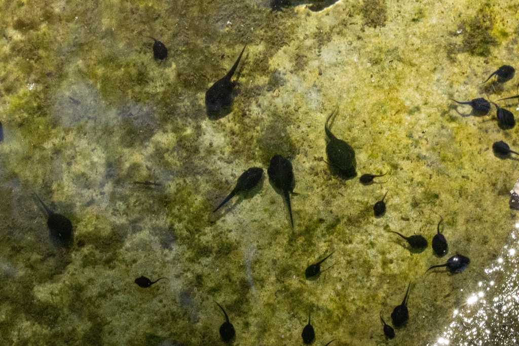 Cane Toad from Vuda, Fiji on September 8, 2024 at 10:37 AM by Carey ...