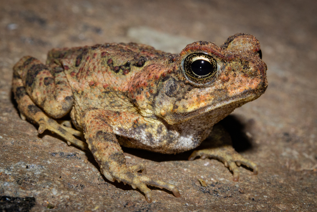 Cane Toad from Vuda, Fiji on September 8, 2024 at 11:32 PM by Carey ...