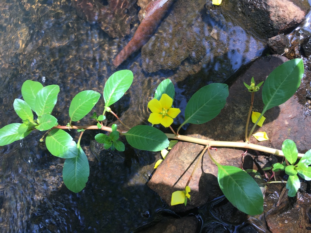 floating primrose-willow (Ludwigia peploides) - Botanical Realm