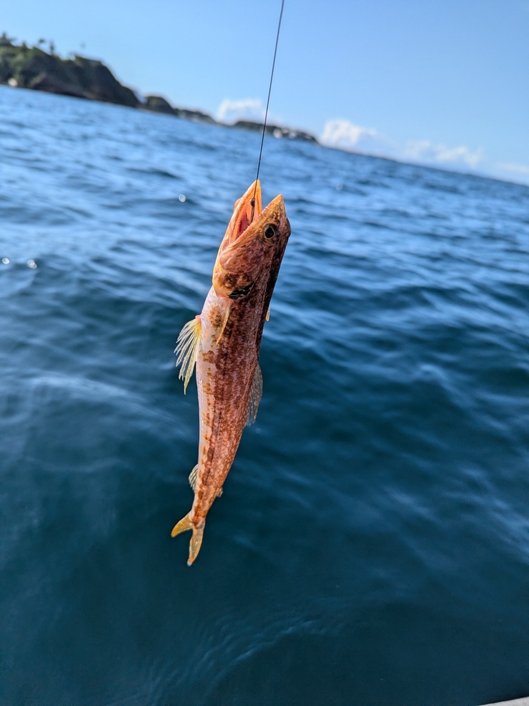 Painted Grinner from 日本 on September 12, 2024 at 08:39 AM by akio ...