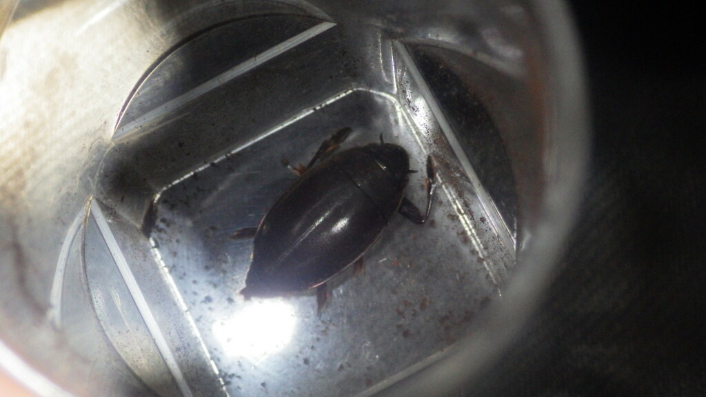 Gyrininae from The Settlement camping area, Springbrook National Park ...