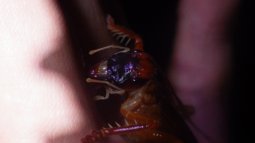 Australian raspy cricket from The Settlement camping area, Springbrook ...