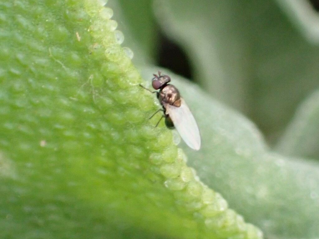 Acalyptrate Flies from Monteith SA 5253, Australia on September 8, 2024 ...