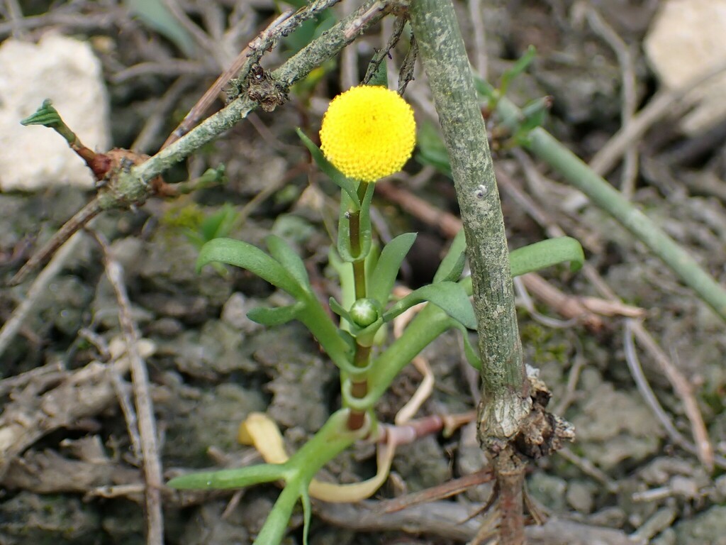 Brass Buttons from Monteith SA 5253, Australia on September 8, 2024 at ...