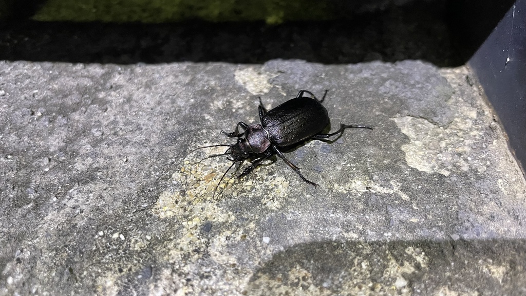 Calosoma chinense in September 2024 by tofuinsect · iNaturalist