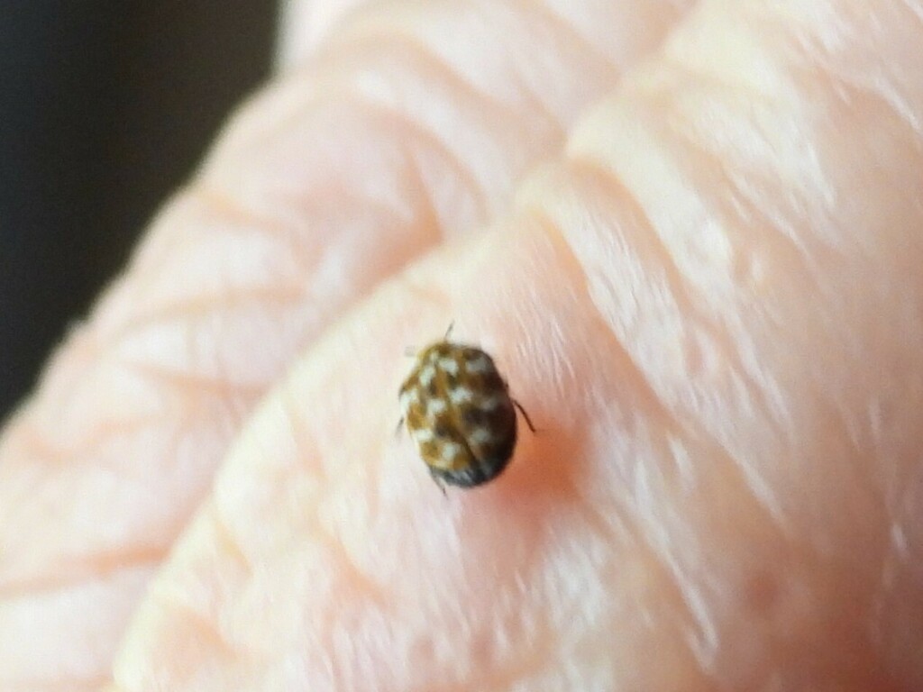 Varied Carpet Beetle from Coomba Park NSW 2428, Australia on September ...