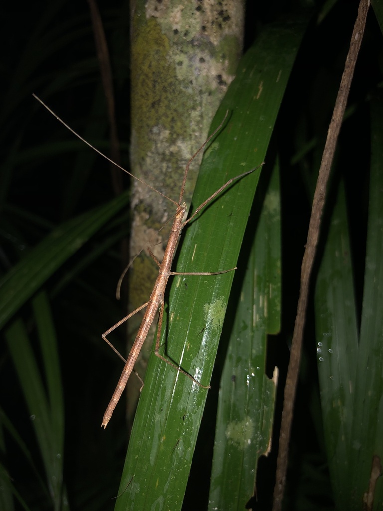 Cyclone Larry Stick Insect from Camelot Cl, Cape Tribulation, QLD, AU ...