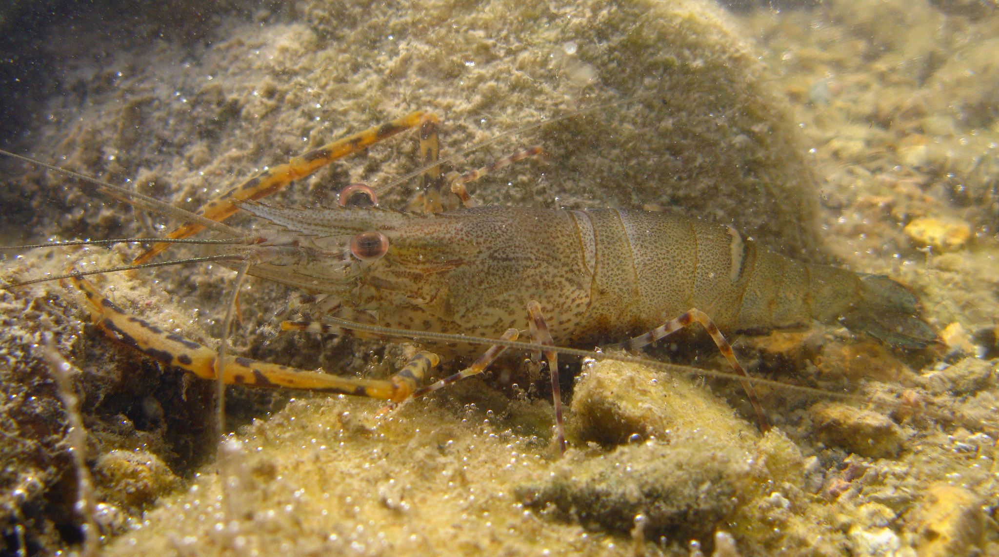 Macrobrachium equidens (Dana, 1852)