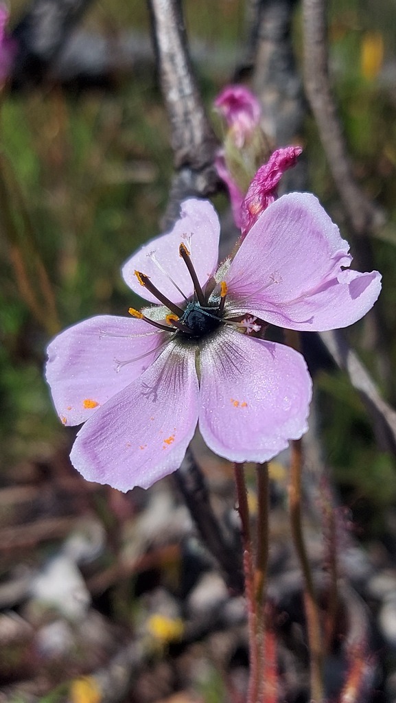 Poppy-flowered Sundew from West Coast District Municipality, South ...