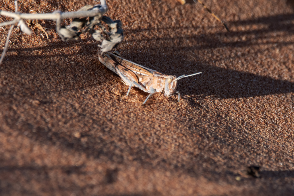 Stropina from Birdsville Simpson Desert National Park Rd, Birdsville ...