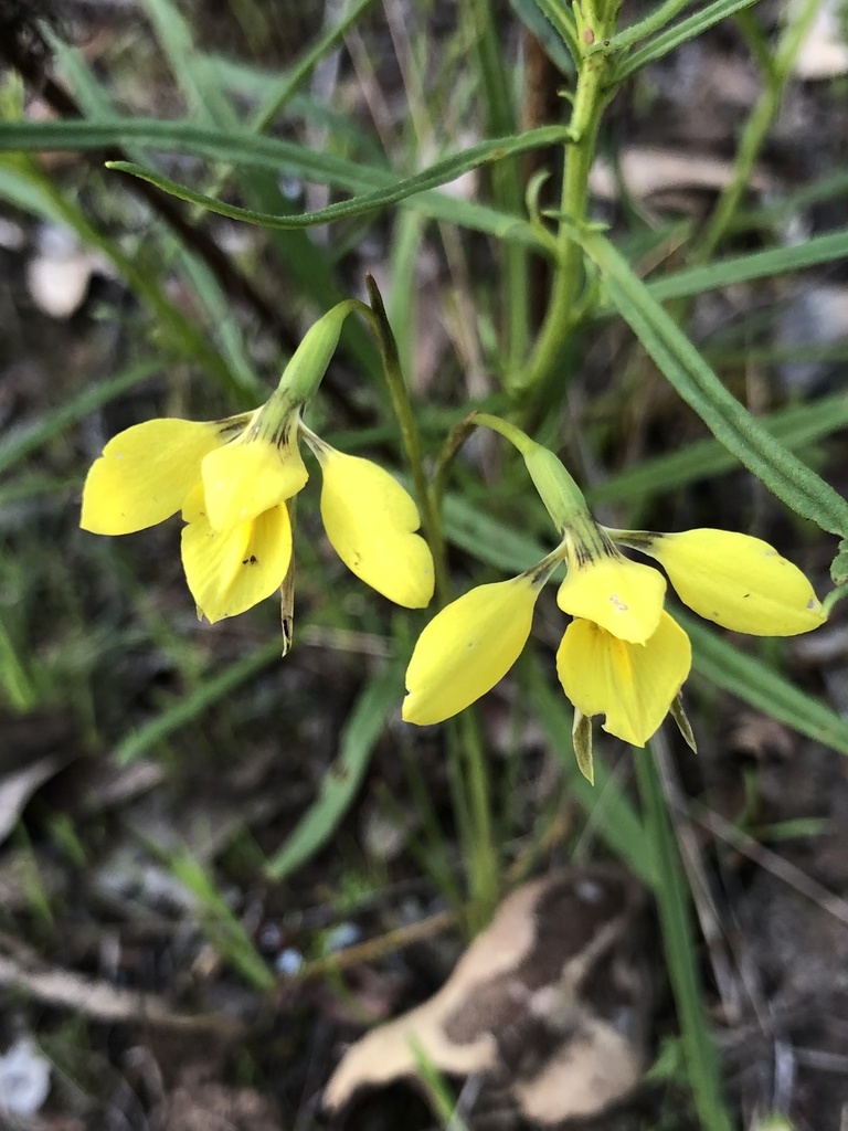 Common Golden Moths from Sedgwick State Forest, Emu Creek, VIC, AU on ...