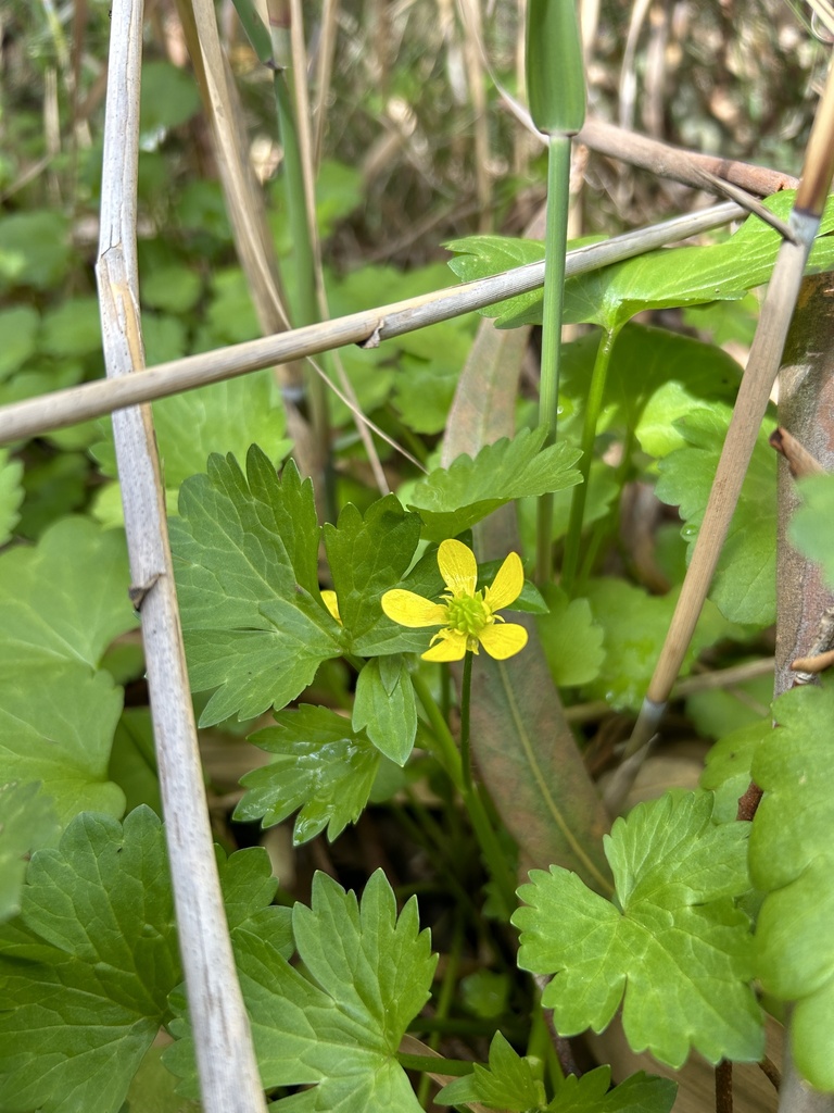 Rough-fruited buttercup from The Grange Reserve, Clayton South, VIC, AU ...