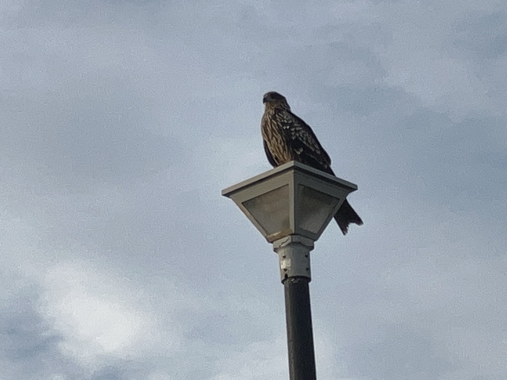 Black-eared Kite from Commander Fleet Activities Yokosuka, Yokosuka ...