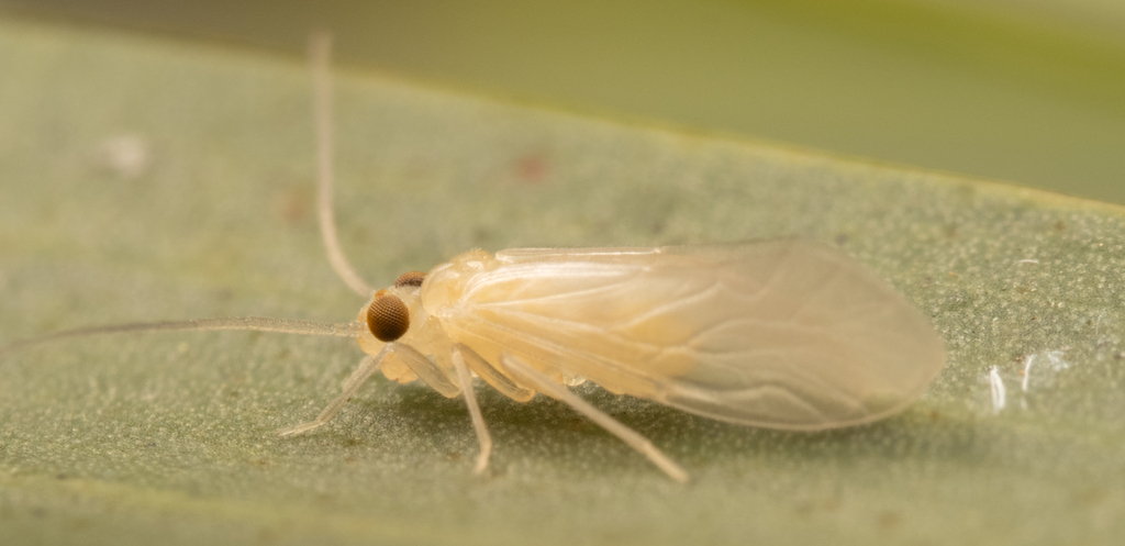 Lizard Barklice from Manningham - West, AU-VI, AU on September 12, 2024 ...