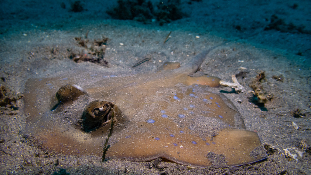 Oriental Bluespotted Maskray from Zamboanguita, Negros Oriental ...
