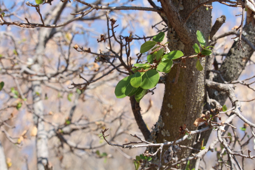 Common Wild Fig from South Village, 0316, South Africa on September 8 ...