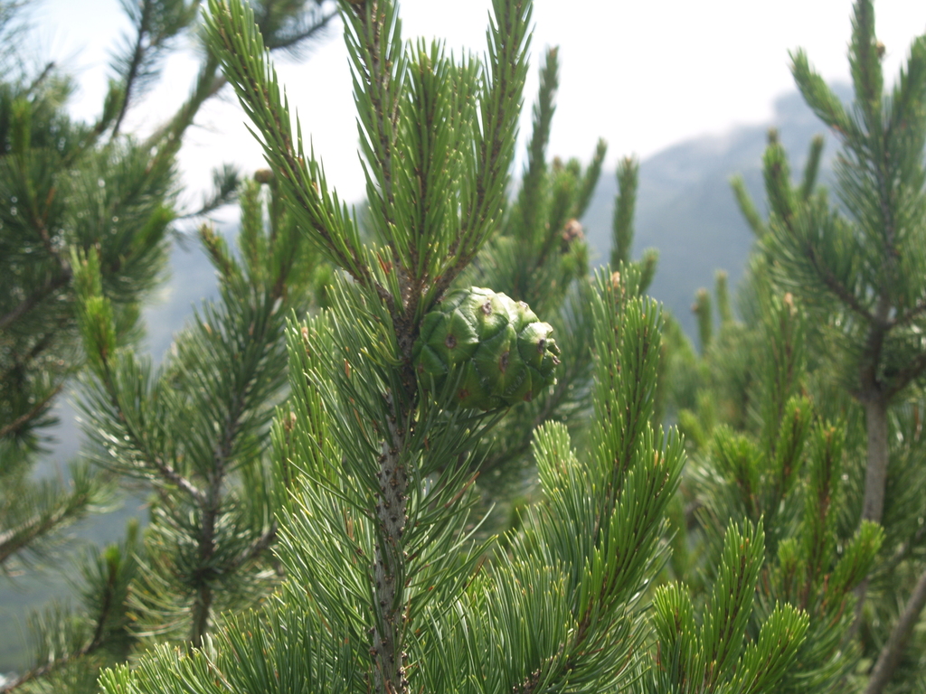 Mexican pinyon (Pinus cembroides) - Botanical Realm