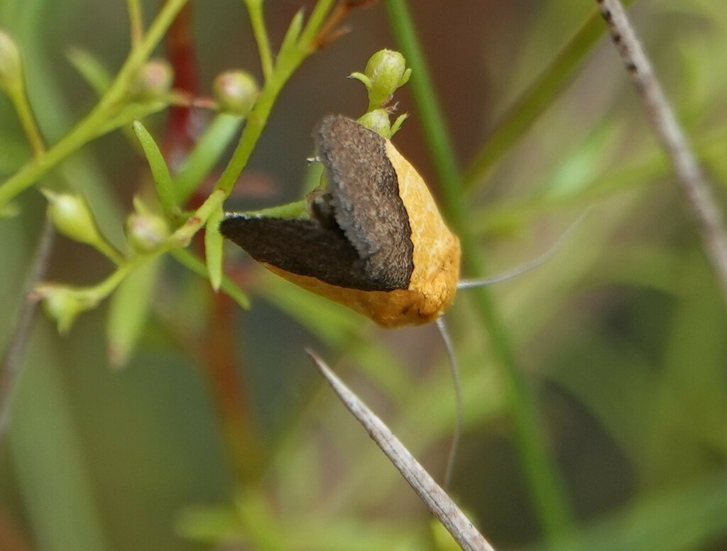 Half-yellow Moth from Hernando County, FL, USA on September 11, 2024 at ...