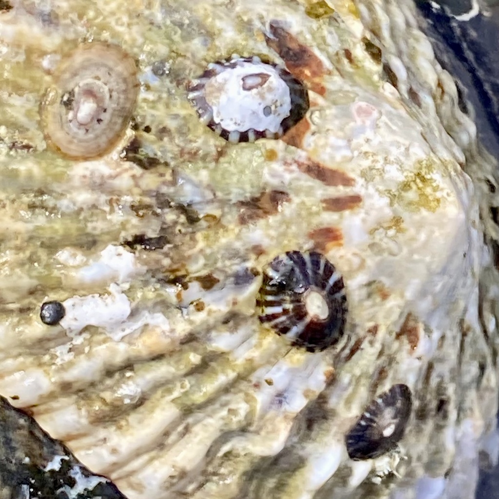 Patelloida nigrosulcata from Kent-Nornalup Ward, Parryville, WA, AU on ...