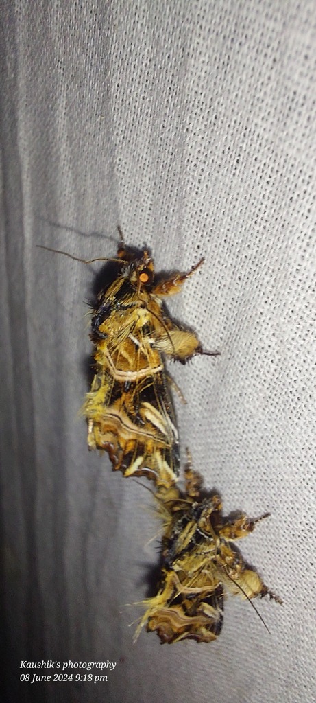 Callopistria repleta from Kaffir Khasmahal, West Bengal, India on July ...