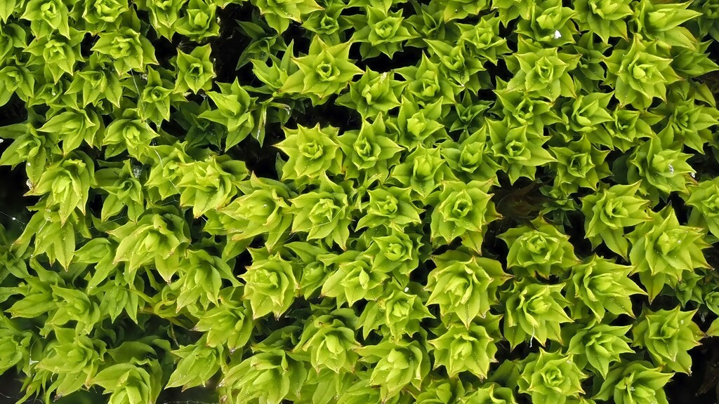 Hydrogonium croceum from 3718 Kandersteg, Schweiz on August 29, 2024 at ...