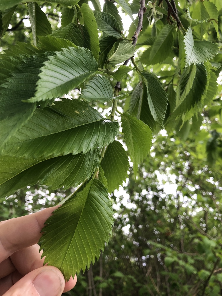American elm from Current River, Thunder Bay, ON, CA on June 25, 2019 ...