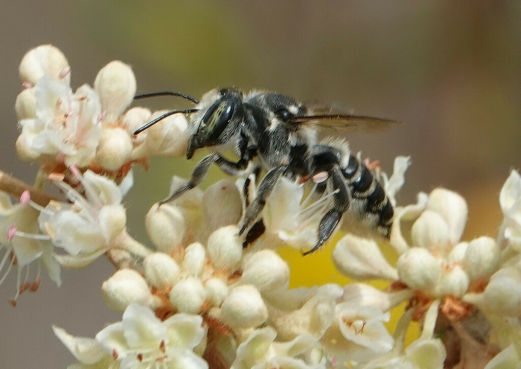 Leafcutter, Mortar, and Resin Bees from Hernando County, FL, USA on ...