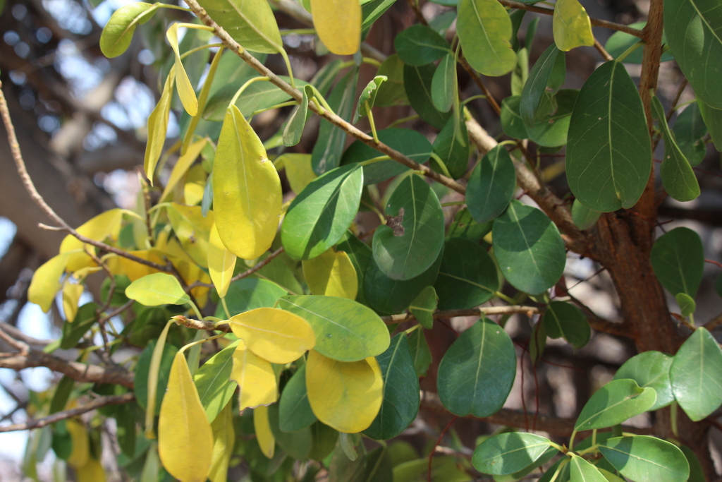 Common Wild Fig from South Village, 0316, South Africa on September 9 ...
