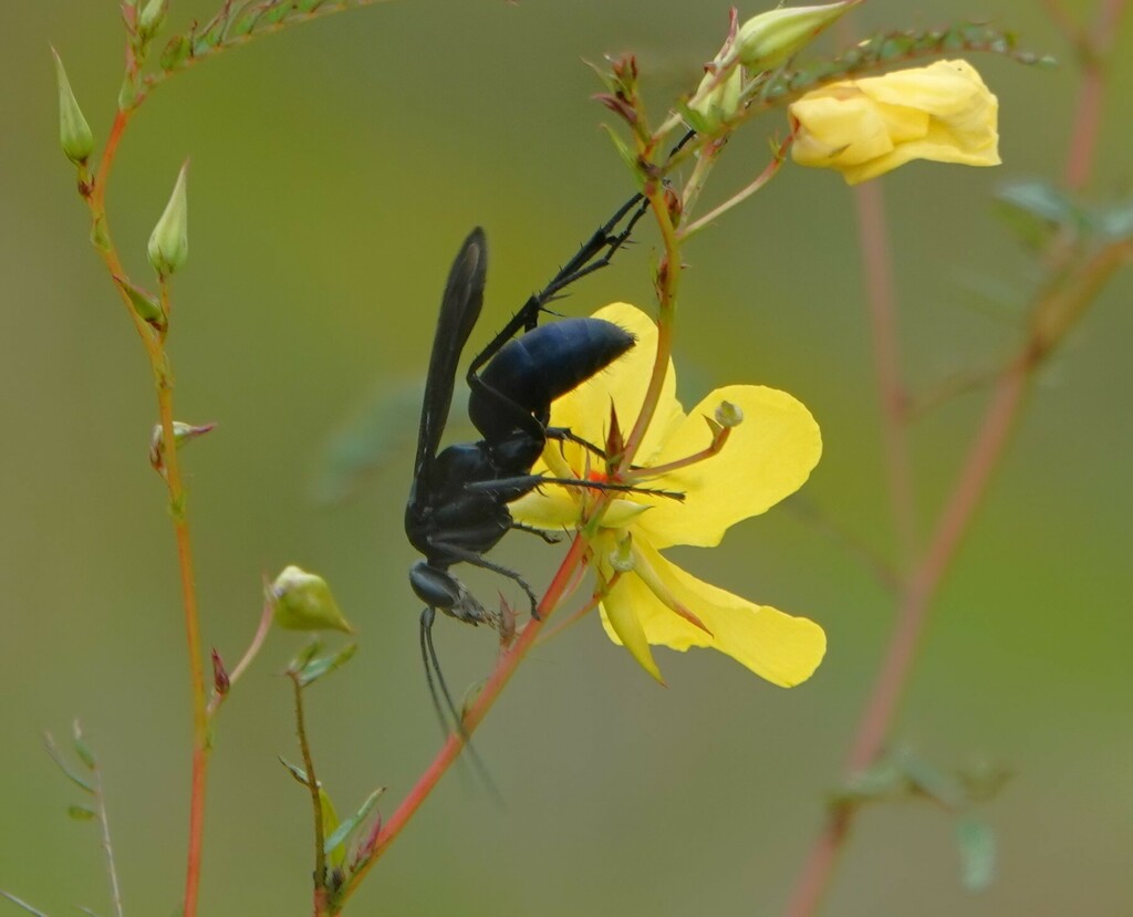 Blue-black Spider Wasps from Hernando County, FL, USA on September 11 ...