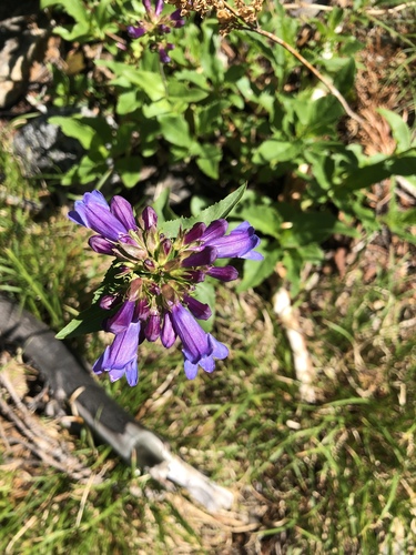 Observations by flow3rpow3r · iNaturalist