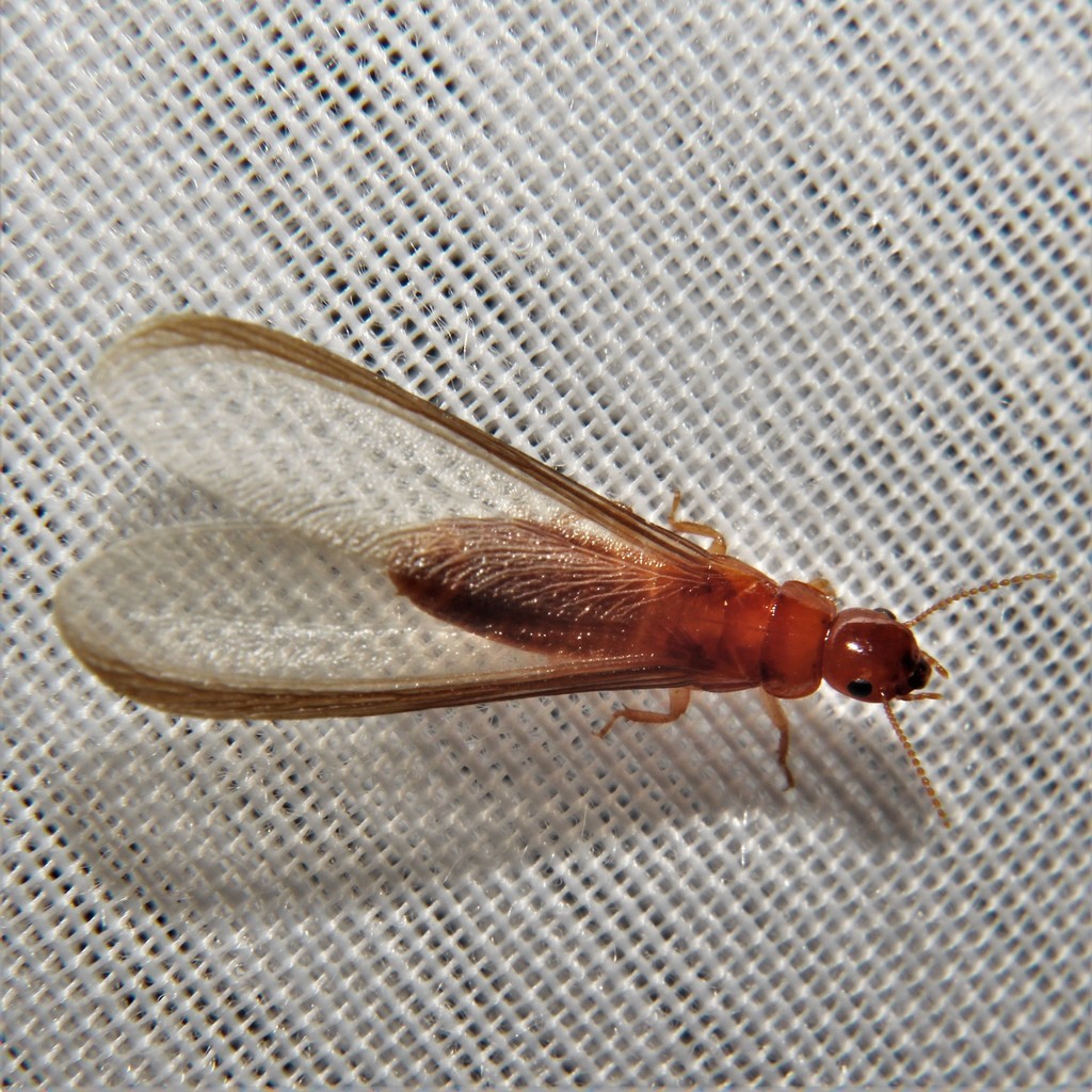Florida Dampwood Termite (Cockroaches and Termites of the United States ...