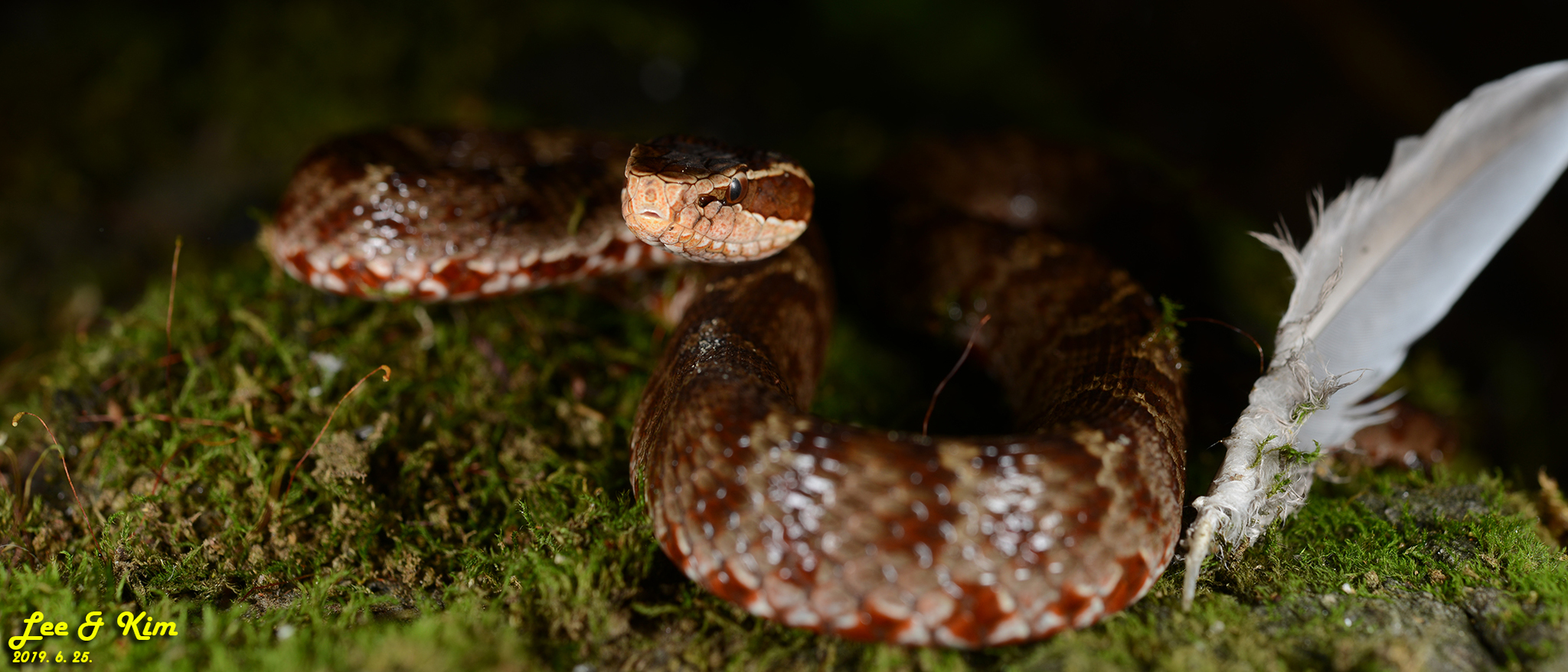 Gloydius tsushimaensis (Isogawa, Moriya & Mitsui, 1994)