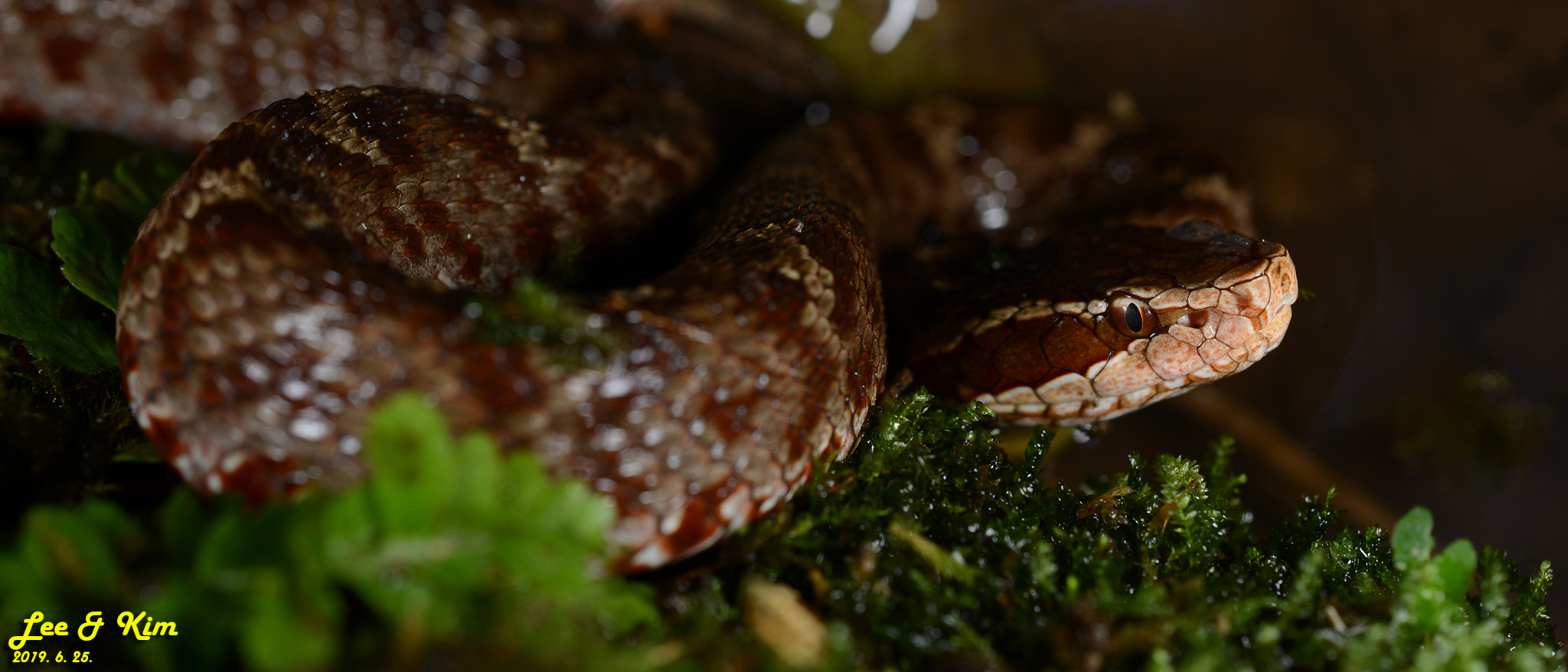Gloydius tsushimaensis (Isogawa, Moriya & Mitsui, 1994)