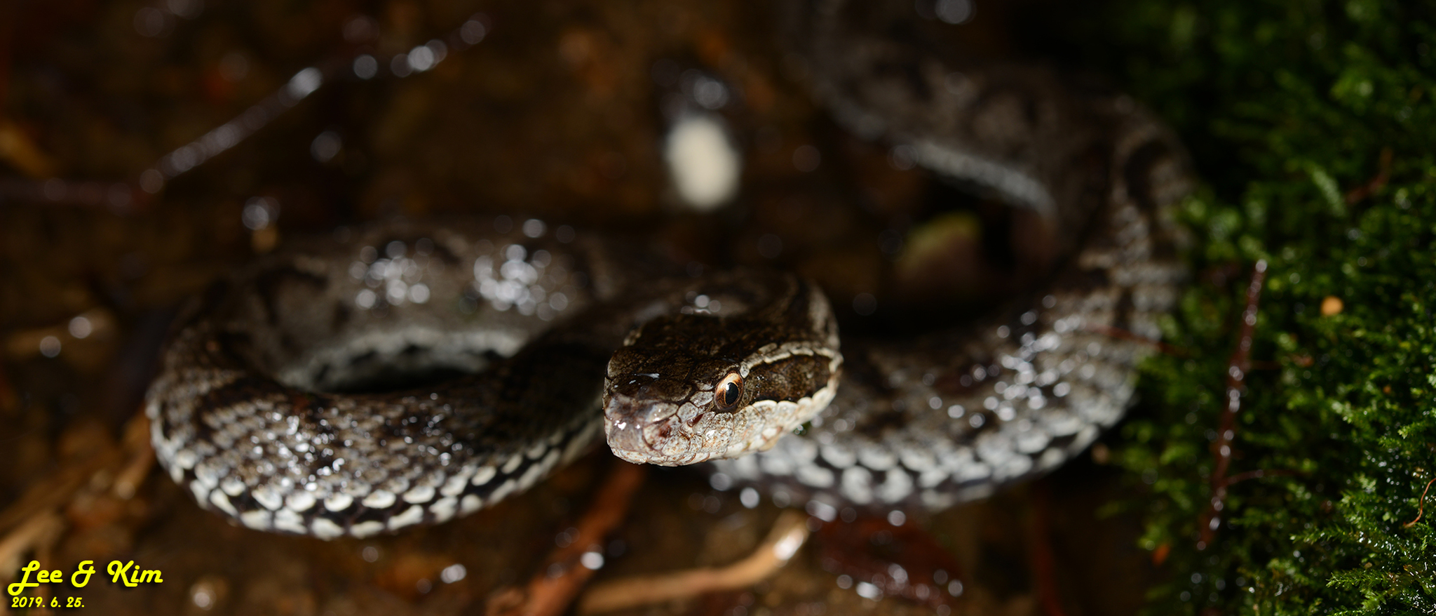 Gloydius tsushimaensis (Isogawa, Moriya & Mitsui, 1994)