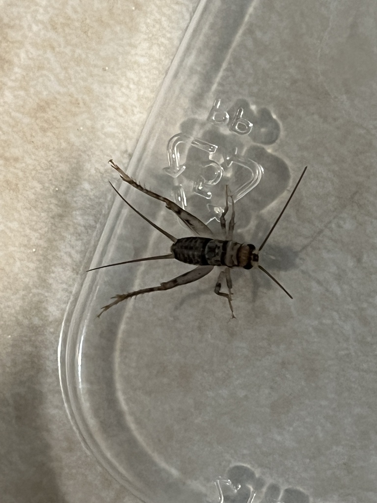 Tropical House Cricket from Menlo Park, Tucson, AZ, USA on August 30 ...