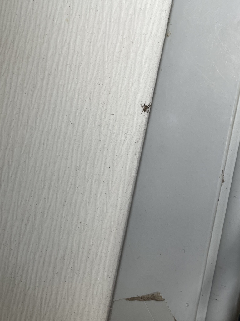 Four-lined Slender Jumping Spider from W Frey St, Stephenville, TX, US ...