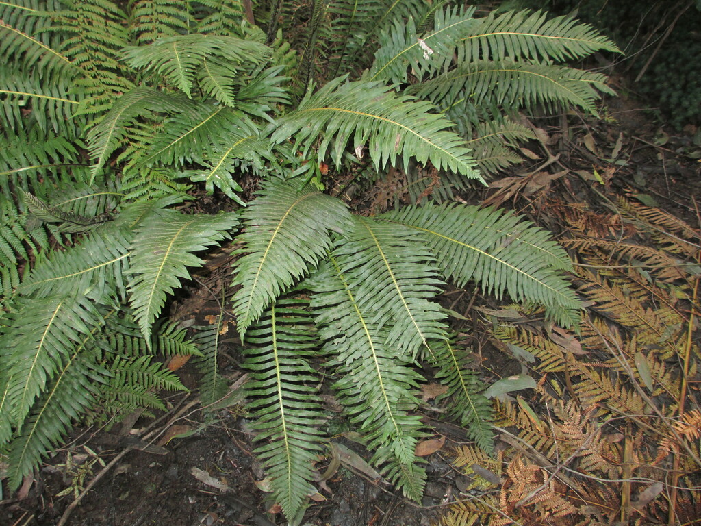 Fishbone water-fern from Dandenong Ranges National Park, VIC, Australia ...