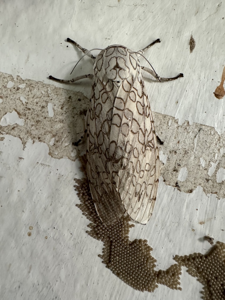 Hypercompe from Privada Entrada al Ini, Ocosingo, Chis., MX on ...