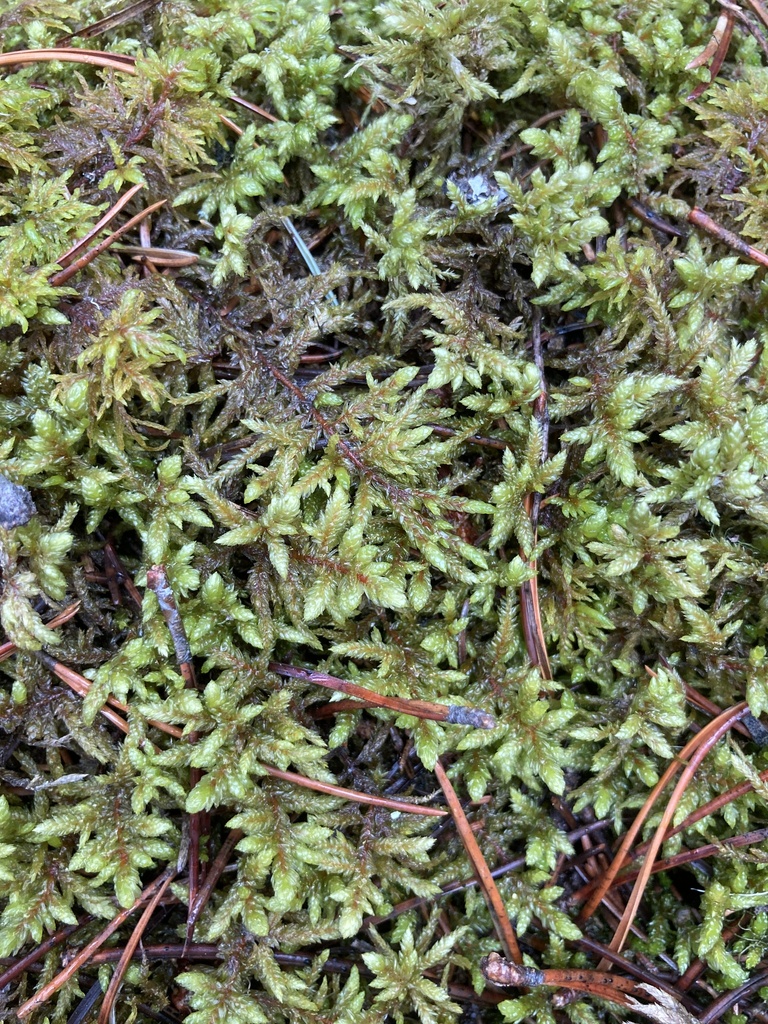 Red-stemmed Feather Moss from Foothills County, AB, Canada on May 25 ...