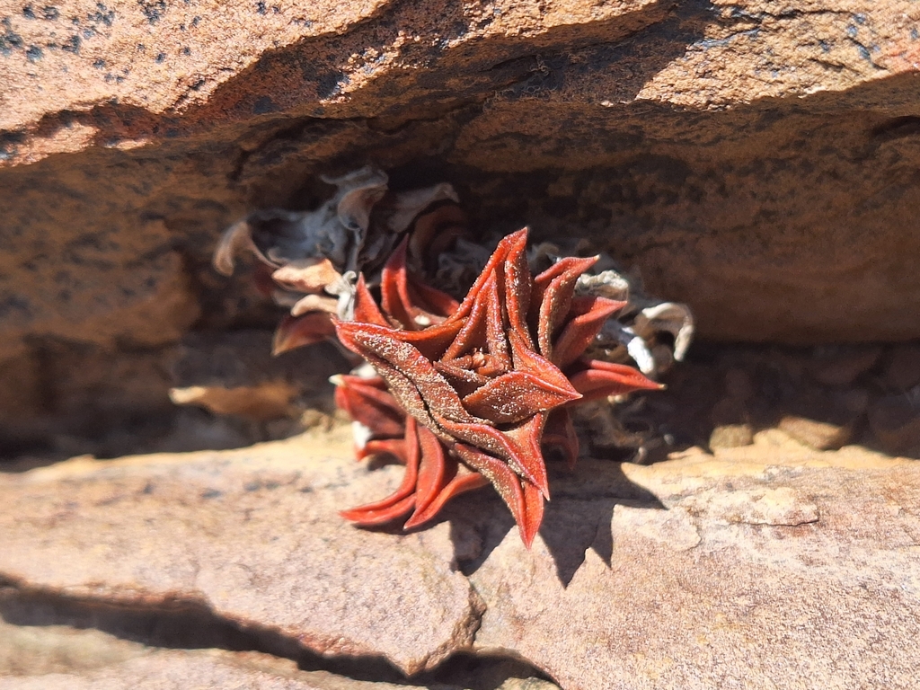 Robust Haworthia from Laingsburg Municipality, South Africa on ...