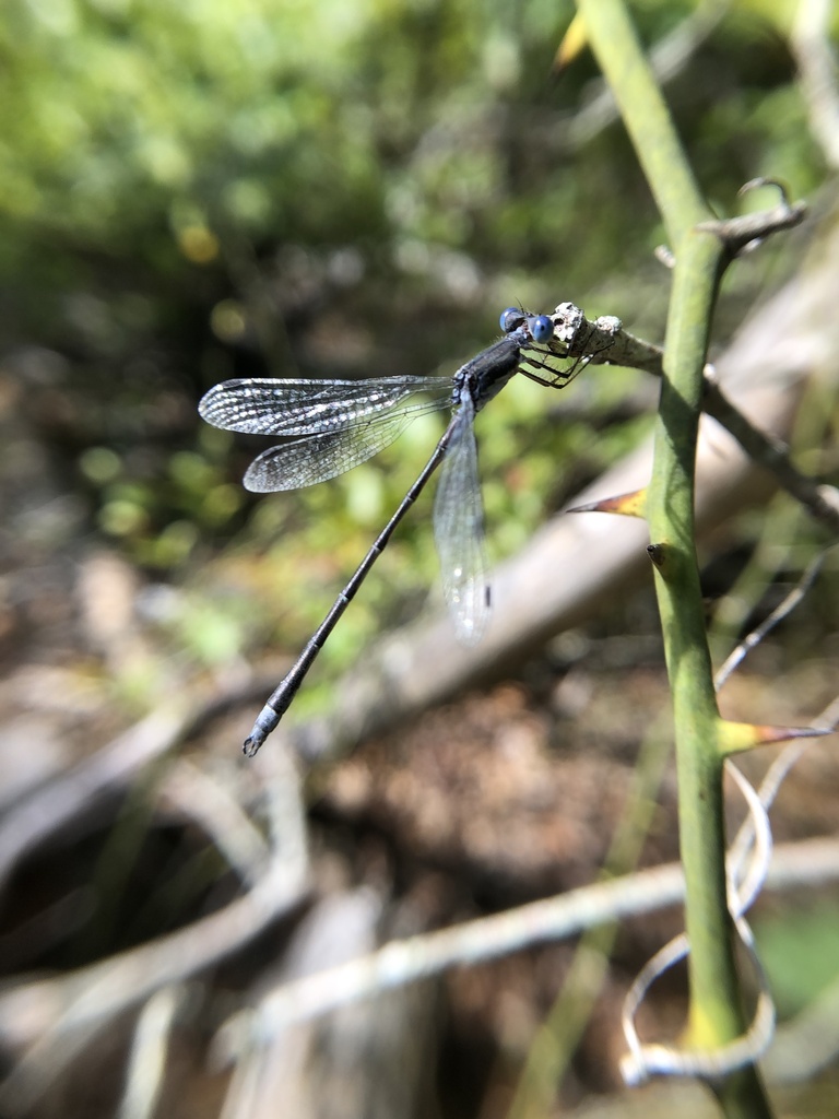 Pond Spreadwings from Munn's Pond County Park, Hampton Bays, NY, US on ...