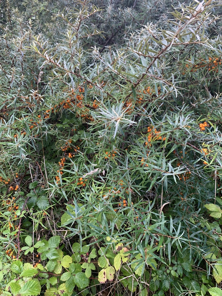 Sea-buckthorn from Dungeness Road, Romney Marsh, England, GB on ...
