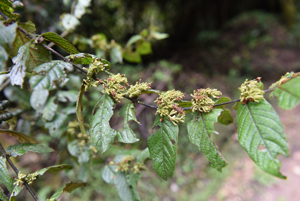 Climbing Canthium from Nyungwe Forest National Park on November 12 ...