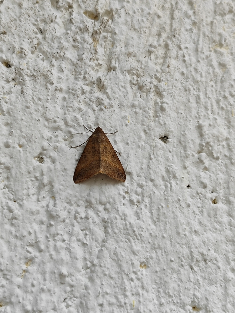 Small Mocis Moth from Maya, San Cristóbal de las Casas, Chis., México ...